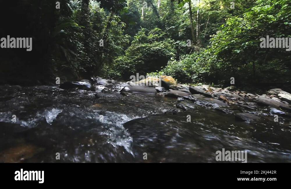Sumatra jungle Stock Videos & Footage - HD and 4K Video Clips - Alamy