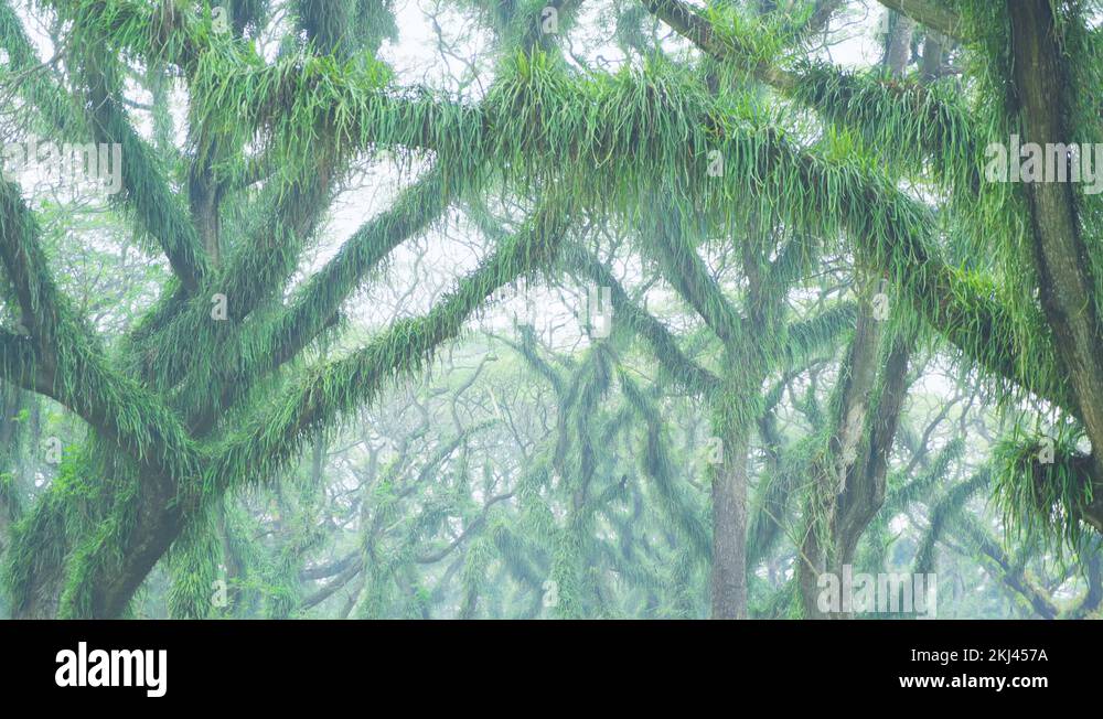 Trees with big branches Stock Videos & Footage - HD and 4K Video Clips ...