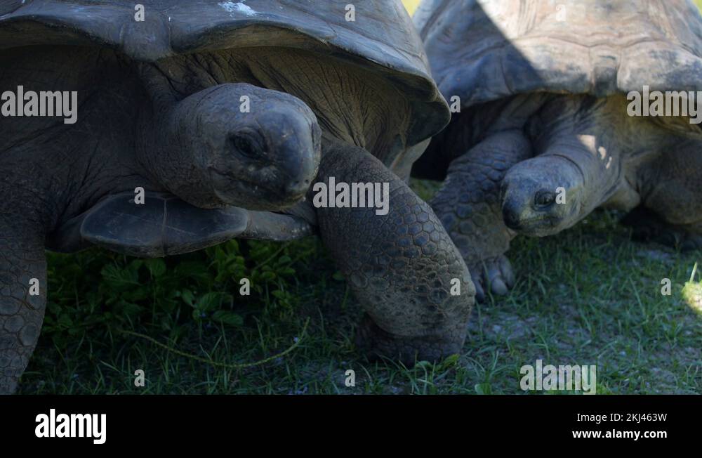 Giant tortoises face in Stock Videos & Footage - HD and 4K Video Clips ...