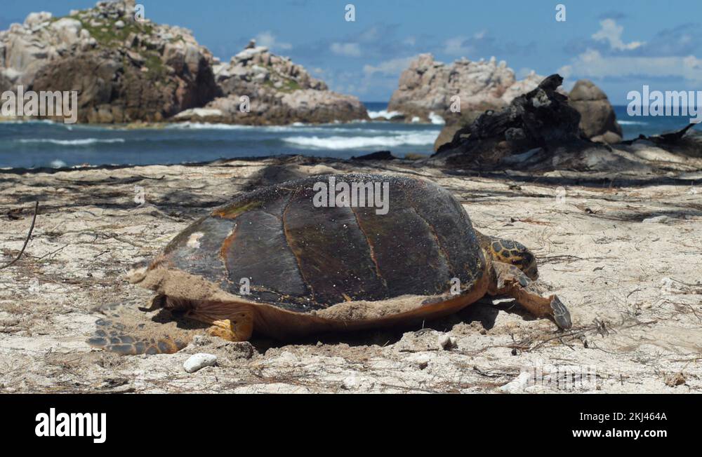 Hawksbill sea turtle nesting Stock Videos & Footage - HD and 4K Video ...