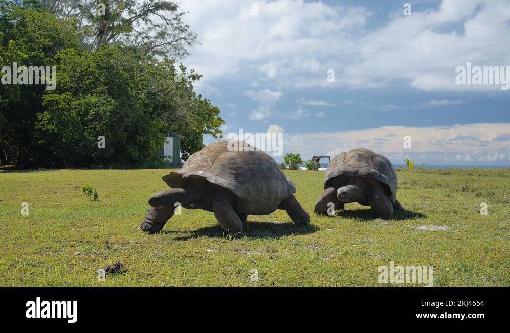 Giant tortoises walking Stock Videos & Footage - HD and 4K Video Clips ...