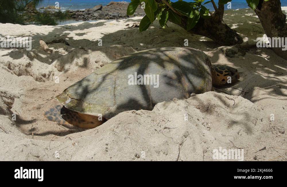 Sea turtle laying eggs Stock Videos & Footage - HD and 4K Video Clips ...