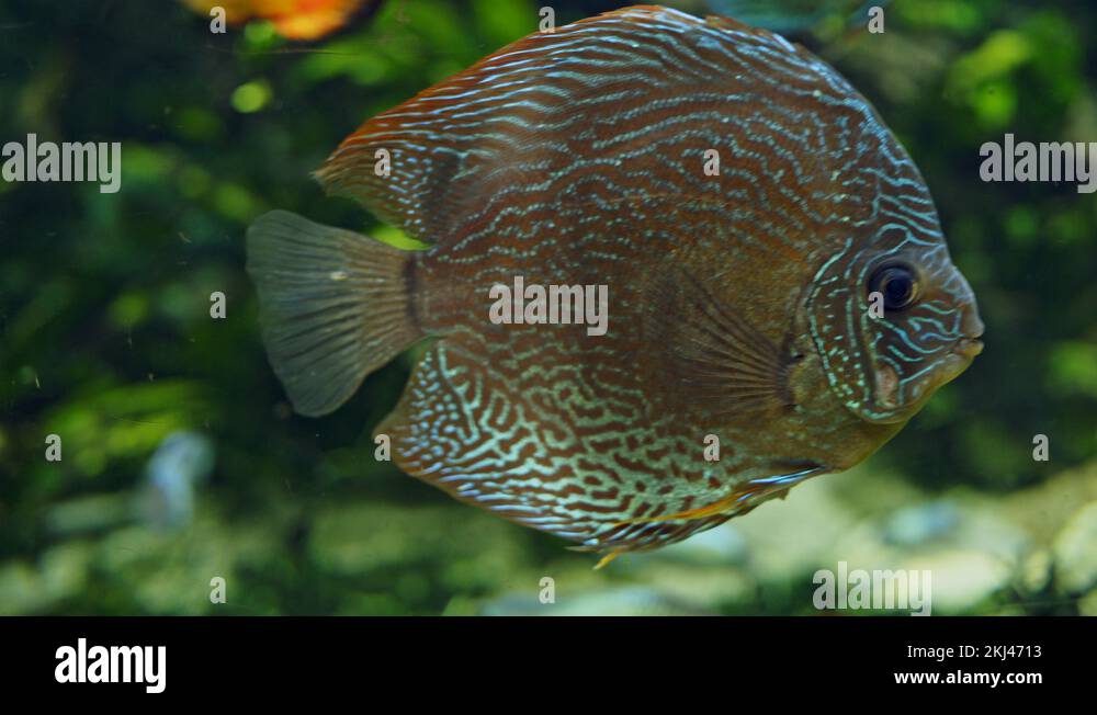 Blue discus fish Stock Videos & Footage - HD and 4K Video Clips - Alamy