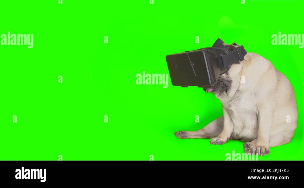 Pug dog wearing virtual reality glasses. Pet in VR gadget. Sitting ...