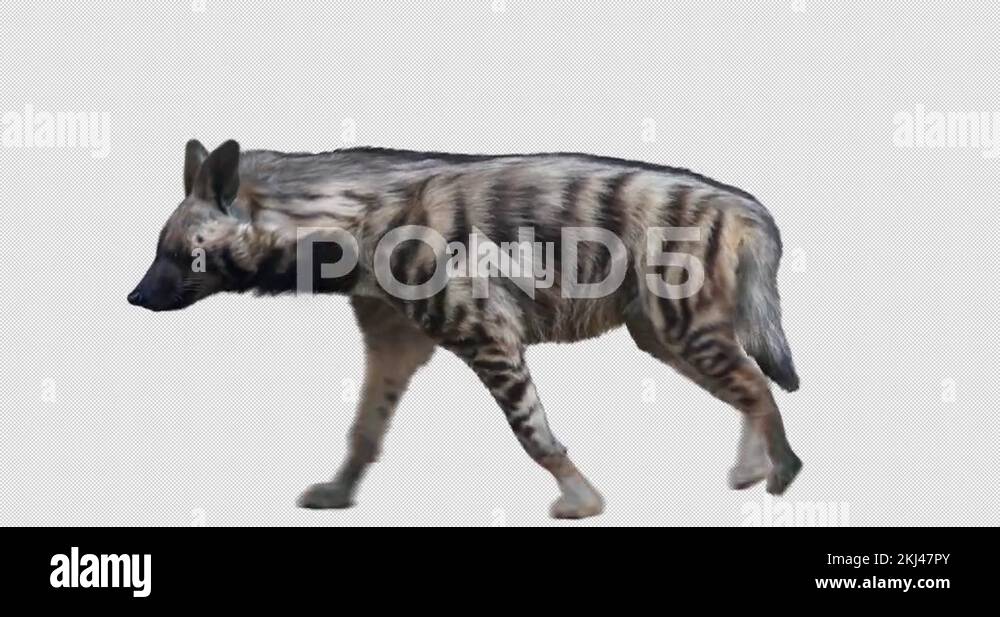 Africa animal carnivore hyena run Stock Videos & Footage - HD and 4K ...