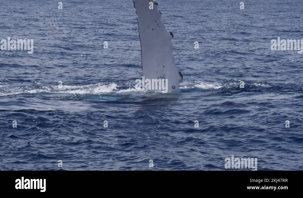 Energetic Humpback Whale Slapping Its Long Flippers On The Water ...