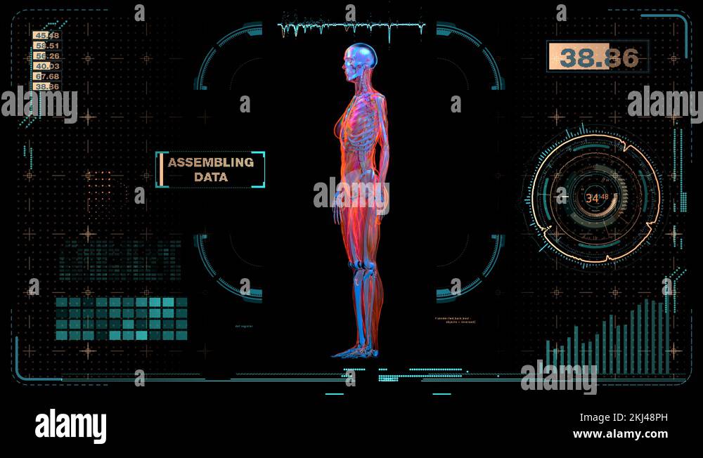 Human female body muscle system electron scan turntable loop virtual ...