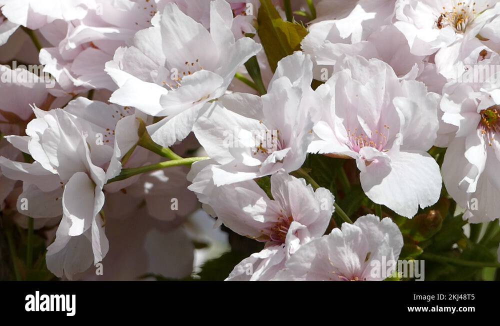 Prunus 'Amanogawa is a upright ornamental cherry tree. In April, the ...