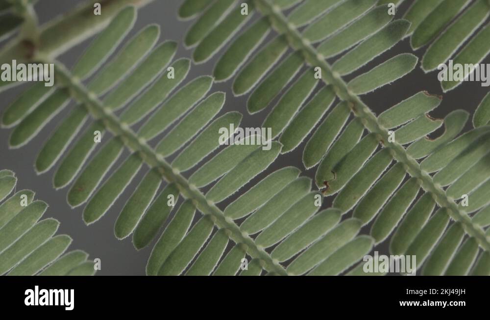 Macro fern leaf Stock Videos & Footage - HD and 4K Video Clips - Alamy