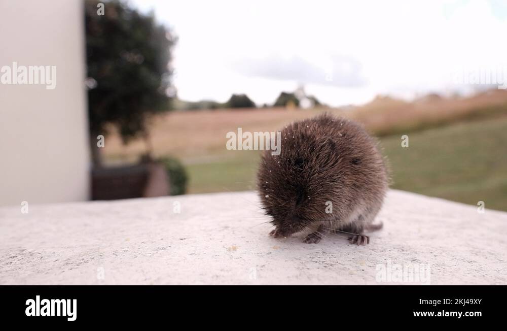 A friendly creature Stock Videos & Footage - HD and 4K Video Clips - Alamy