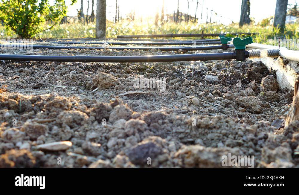 Drip watering system Stock Videos & Footage - HD and 4K Video Clips - Alamy