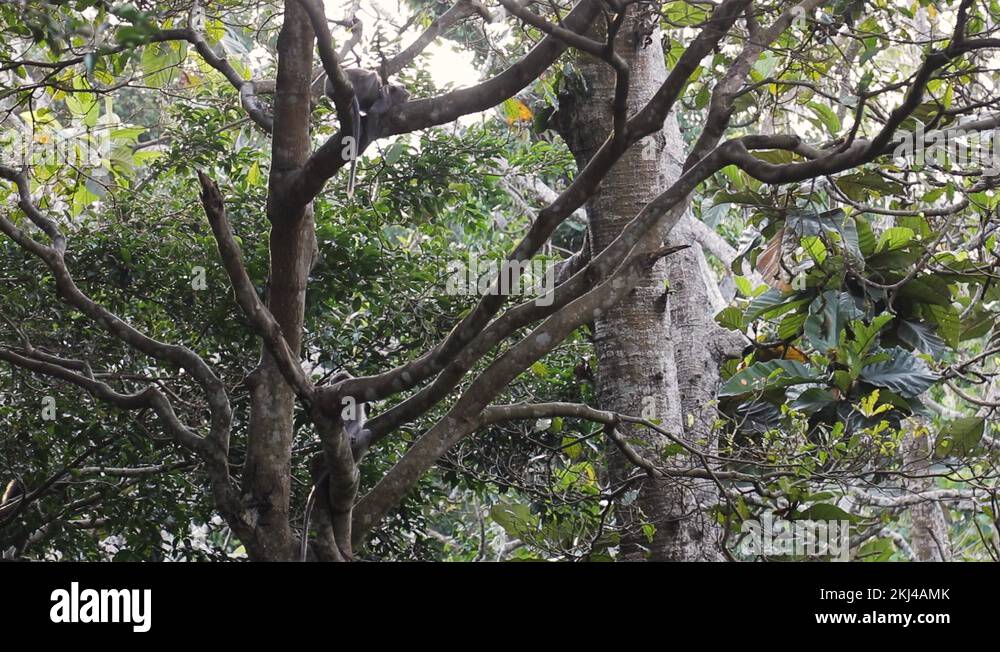 Monkeys swinging in trees Stock Videos & Footage - HD and 4K Video ...