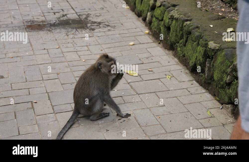 Popcorn park and zoo Stock Videos & Footage - HD and 4K Video Clips - Alamy
