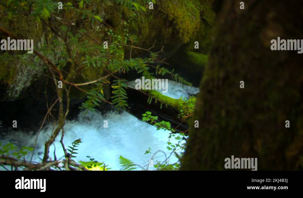 Branches cascade Stock Videos & Footage - HD and 4K Video Clips - Alamy