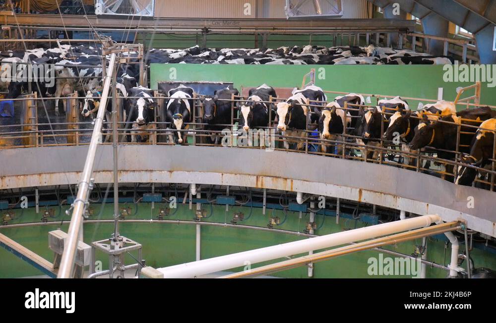 Process milking cows. Cow milking on modern farm Stock Video Footage ...