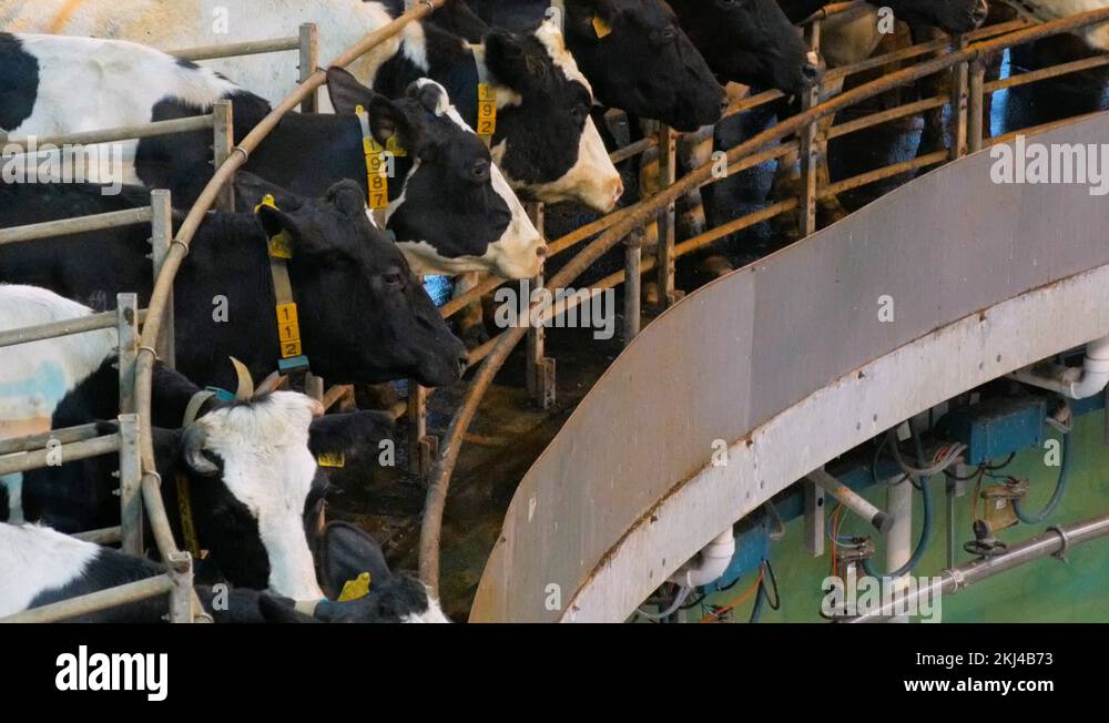 Dairy cows on milking machine. Automated equipment for milking cows ...