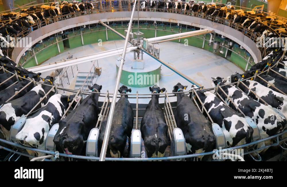 Dairy cows on milking machine. Automated equipment for milking cows dairy farm Stock Video ...