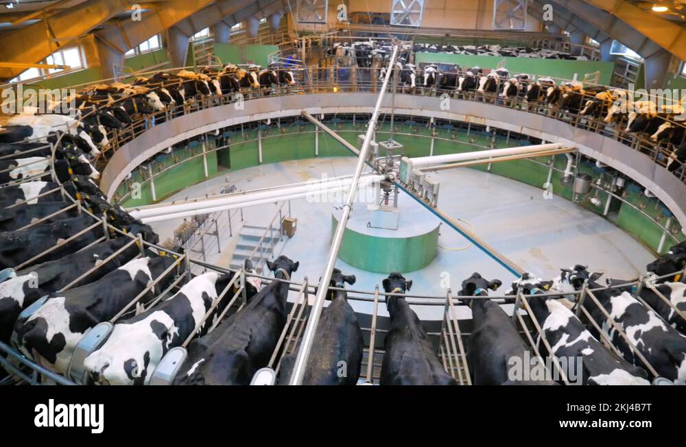 Dairy cows on milking machine. Automated equipment for milking cows ...