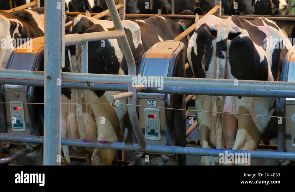 Dairy cows on milking machine. Automated equipment for milking cows dairy farm Stock Video ...