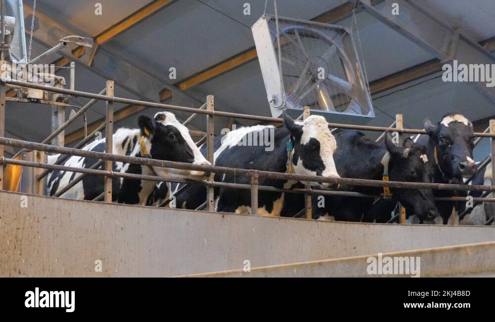 Dairy cows on milking machine. Automated equipment for milking cows ...