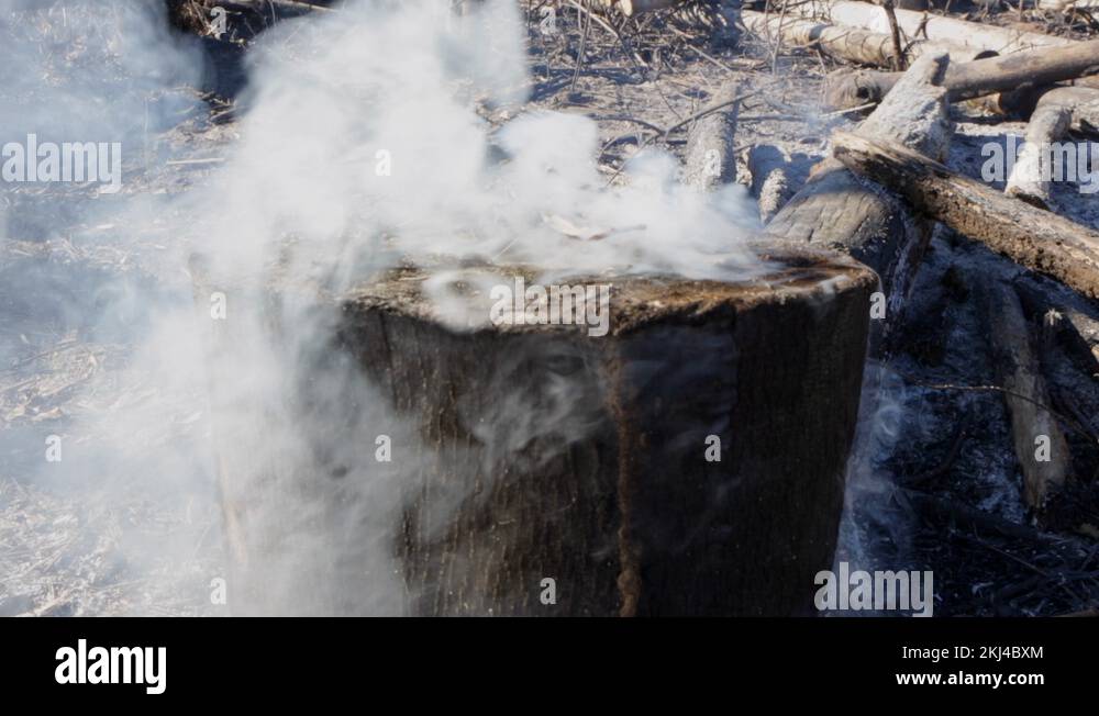 Tree trunk burning on deforestation fire in the Amazon Rainforest Stock ...