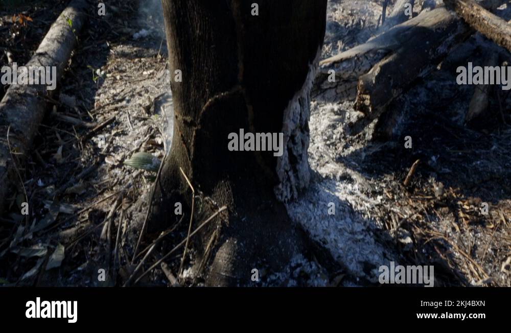 Tree trunk burning on deforestation fire in the Amazon Rainforest Stock ...