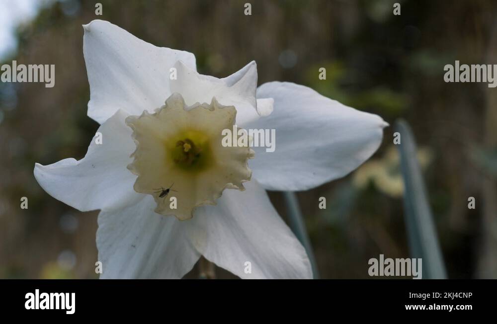 A white daffodil panning left to right direction with a small fly on ...