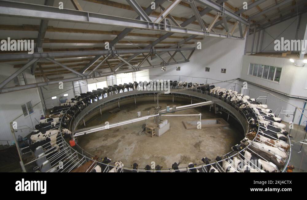 Modern Tech Farm, Carousel For Automatic Milking Cows. Dairy Production ...