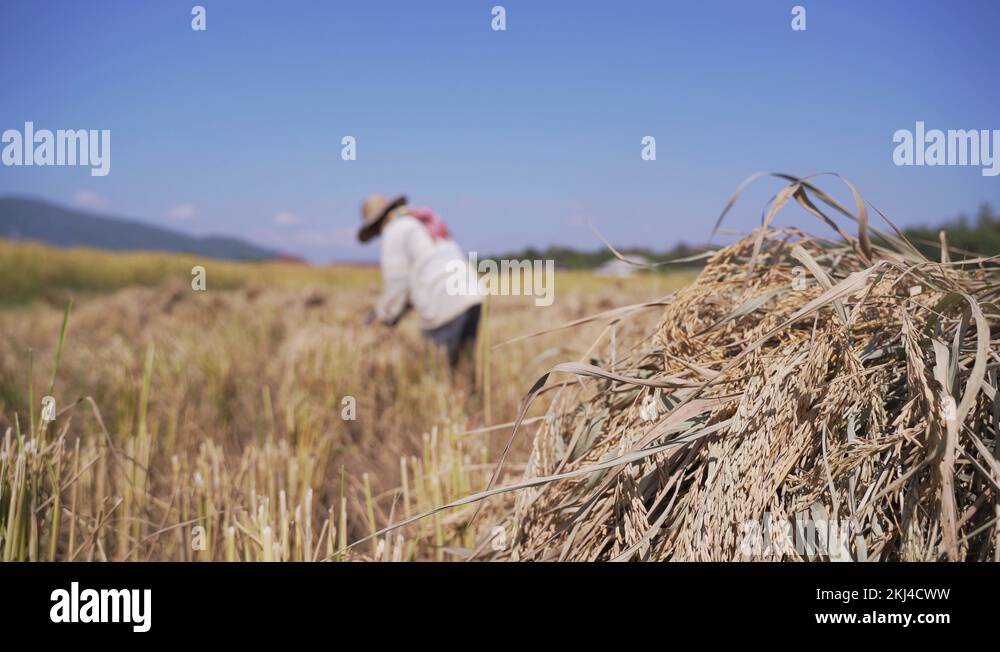 Traditional rice process Stock Videos & Footage - HD and 4K Video Clips ...
