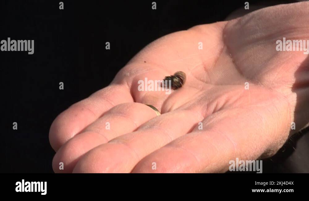 Hatching from egg Stock Videos & Footage - HD and 4K Video Clips - Alamy