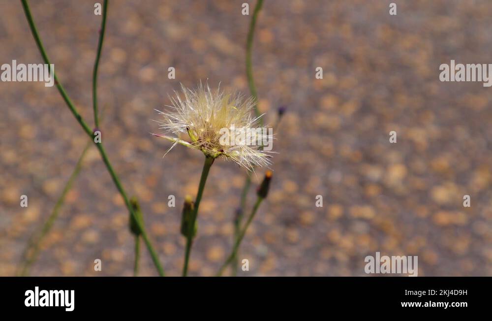 Stone weed Stock Videos & Footage - HD and 4K Video Clips - Alamy