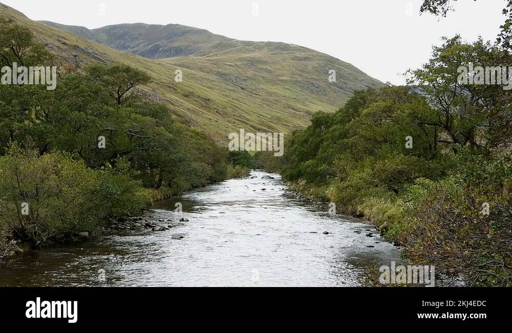 Stag water Stock Videos & Footage - HD and 4K Video Clips - Alamy