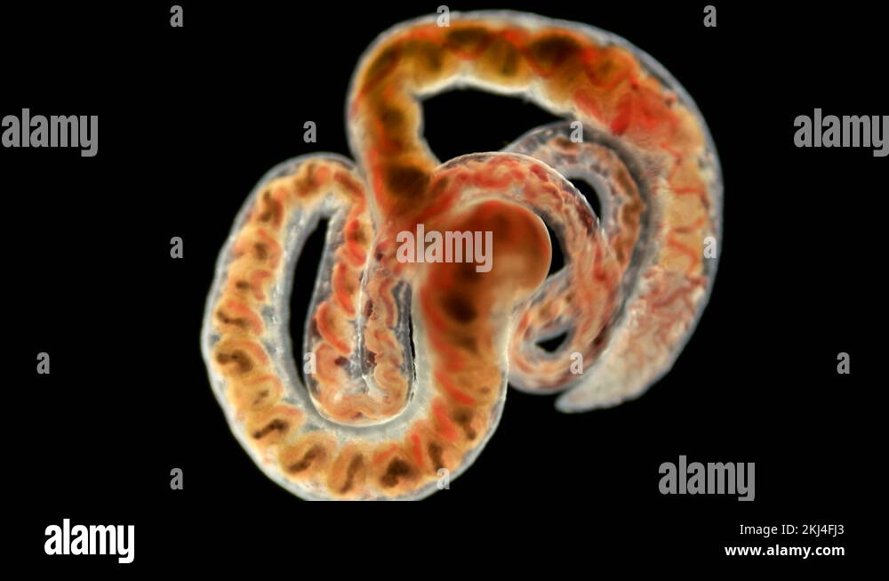 Tubifex worm under a microscope,Oligochaeta the Naididae family Stock ...