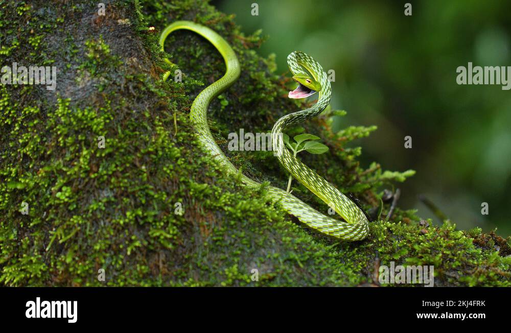 Attacking posture Stock Videos & Footage - HD and 4K Video Clips - Alamy