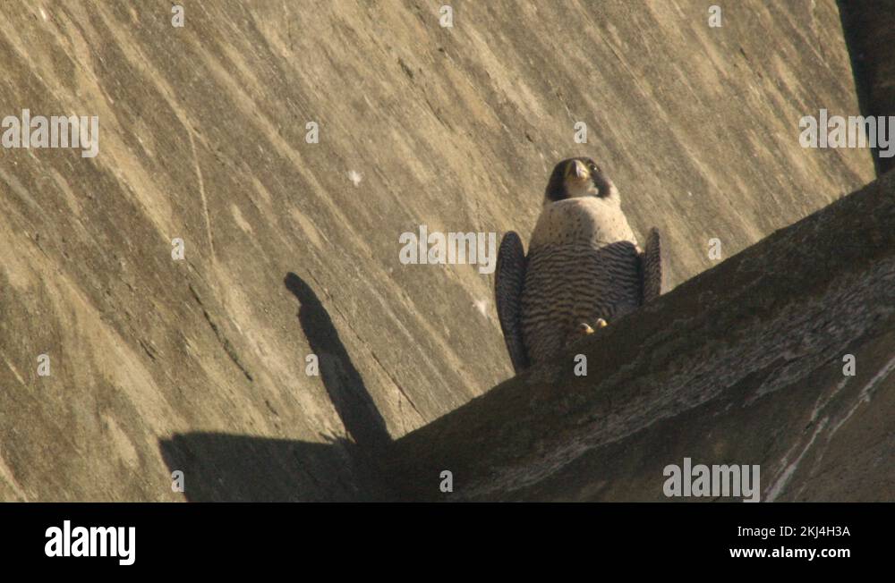 Exeter wildlife Stock Videos & Footage - HD and 4K Video Clips - Alamy