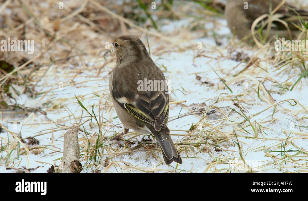 Ground feeding birds Stock Videos & Footage - HD and 4K Video Clips - Alamy