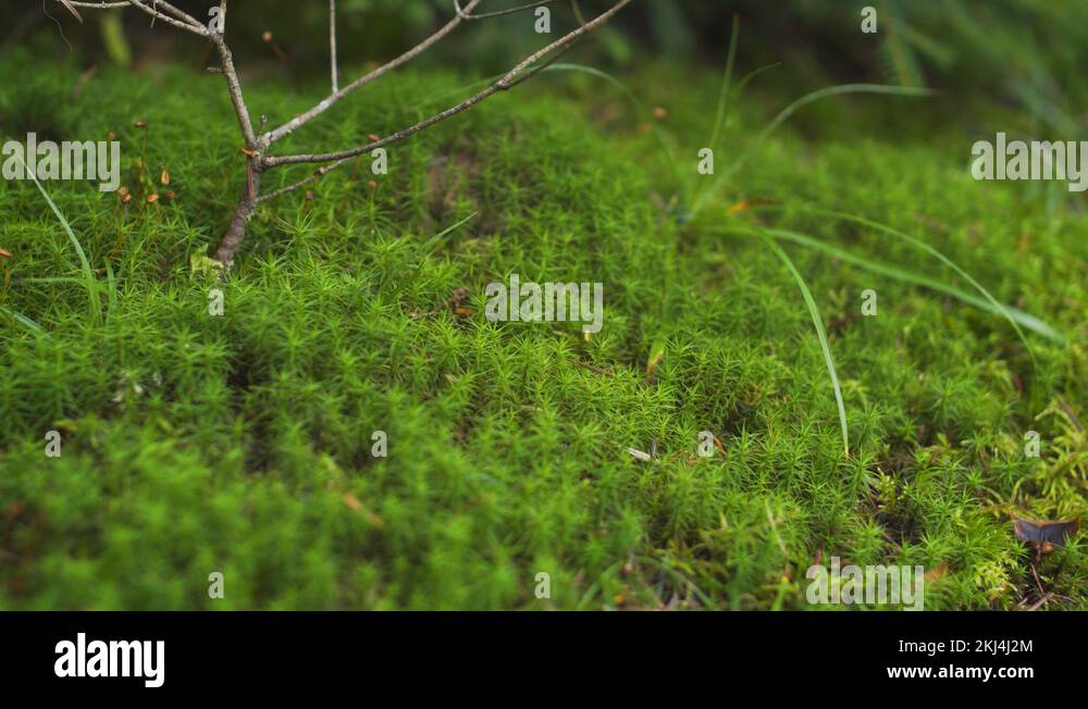 Micro forest Stock Videos & Footage - HD and 4K Video Clips - Alamy