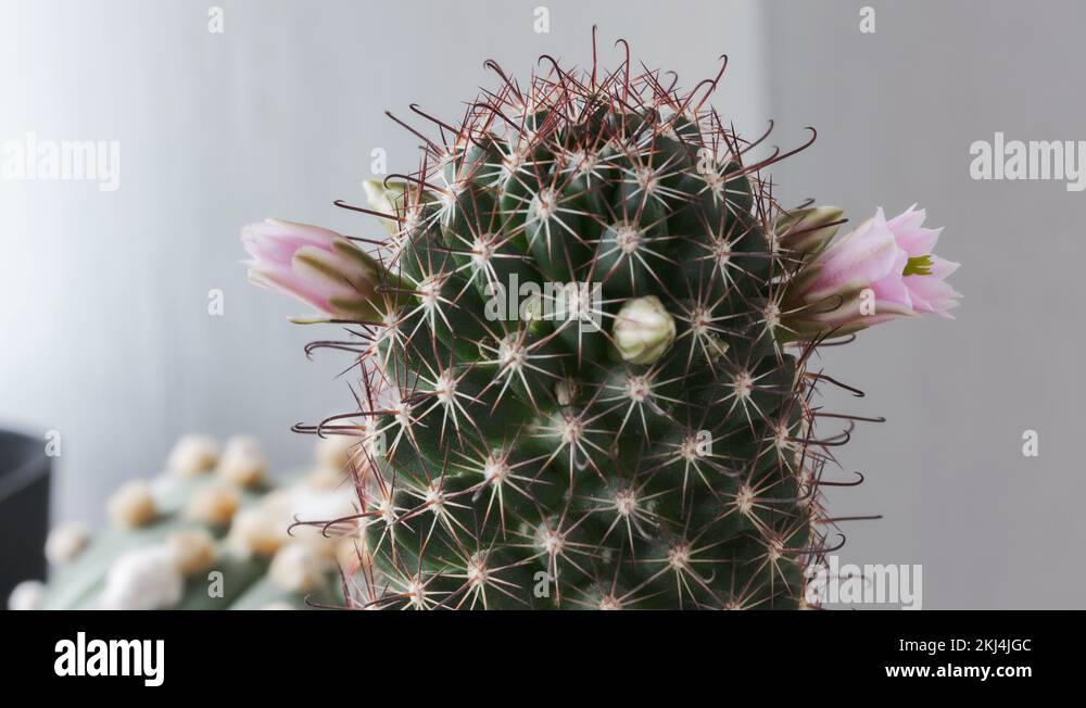 cactus flower names "Mammillaria sheldonii" blooming at sun rising as ...