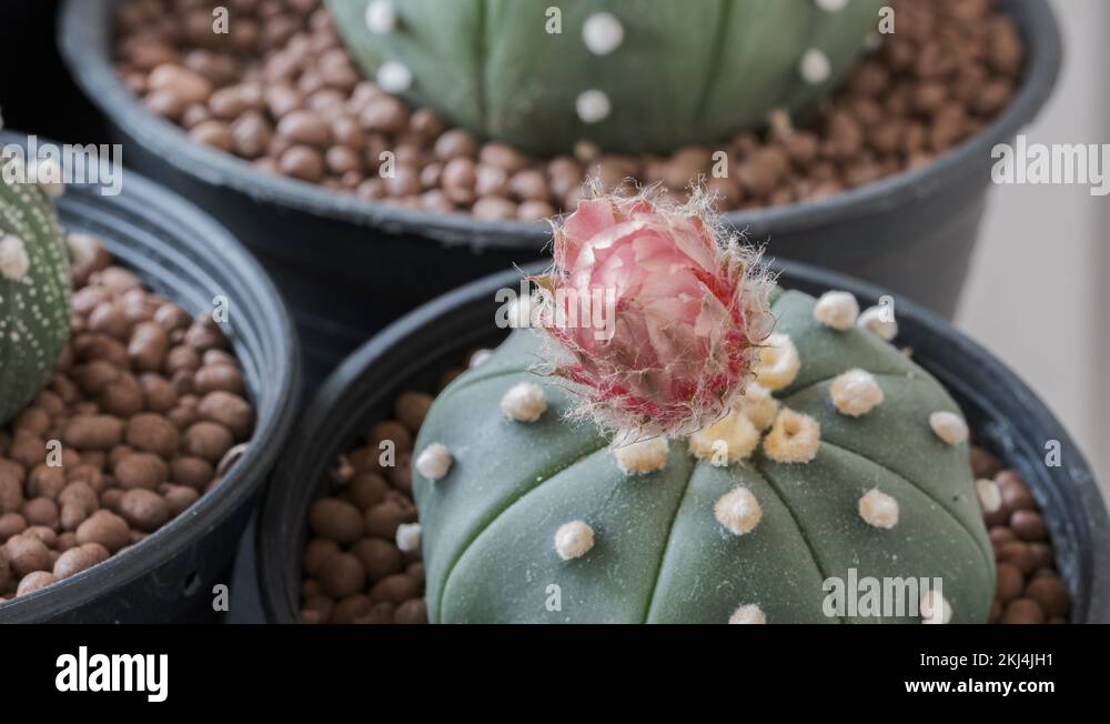 Astrophytum cactus Stock Videos & Footage - HD and 4K Video Clips - Alamy