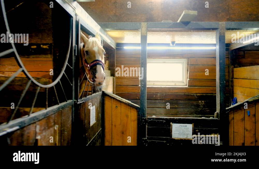 Inside the stable of a horse farm with horses protruding their heads ...