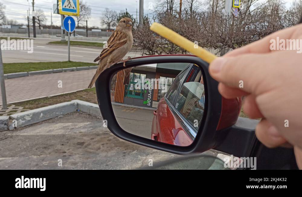 Mcdonalds fries hand Stock Videos & Footage - HD and 4K Video Clips - Alamy