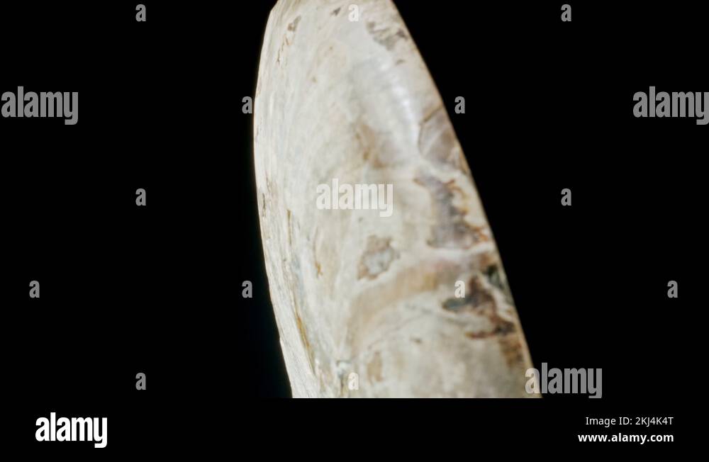 ammonite fossil embedded in stone, real ancient petrified shell Stock Video Footage - Alamy