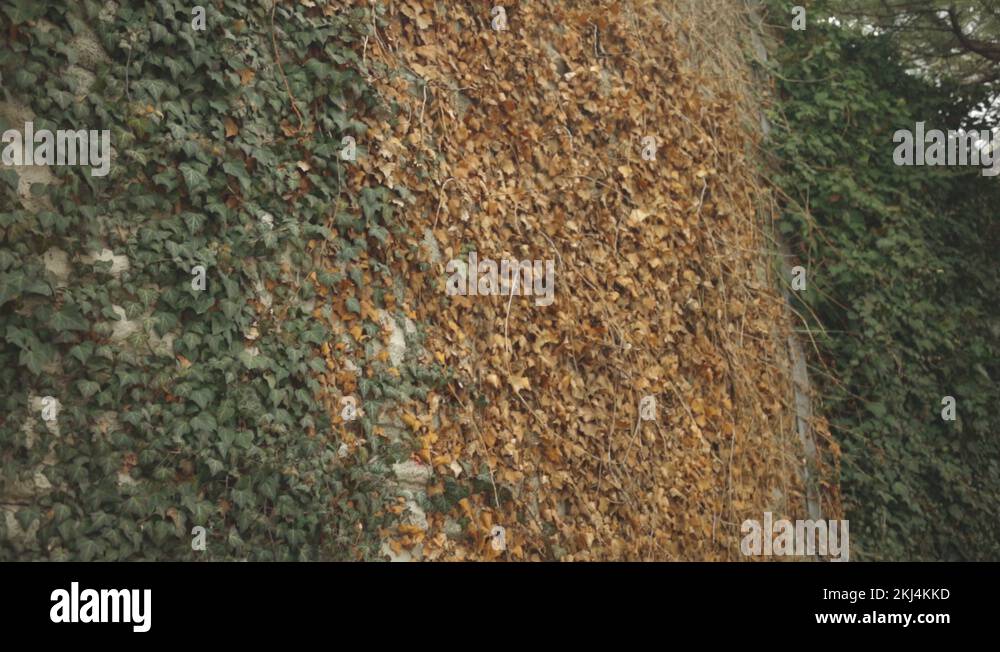Creeping on leaves Stock Videos & Footage - HD and 4K Video Clips - Alamy