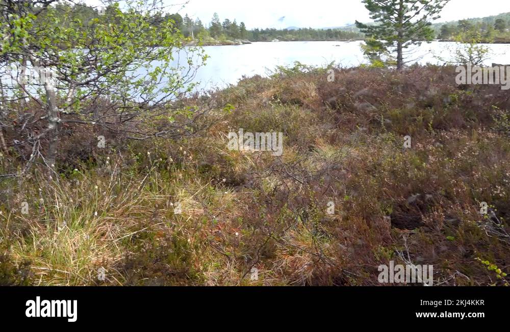 Insects that swarm Stock Videos & Footage - HD and 4K Video Clips - Alamy