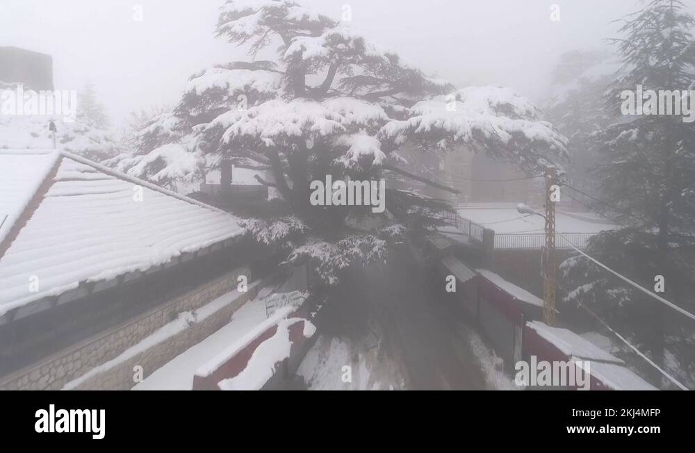 Tree of lebanon Stock Videos & Footage - HD and 4K Video Clips - Alamy