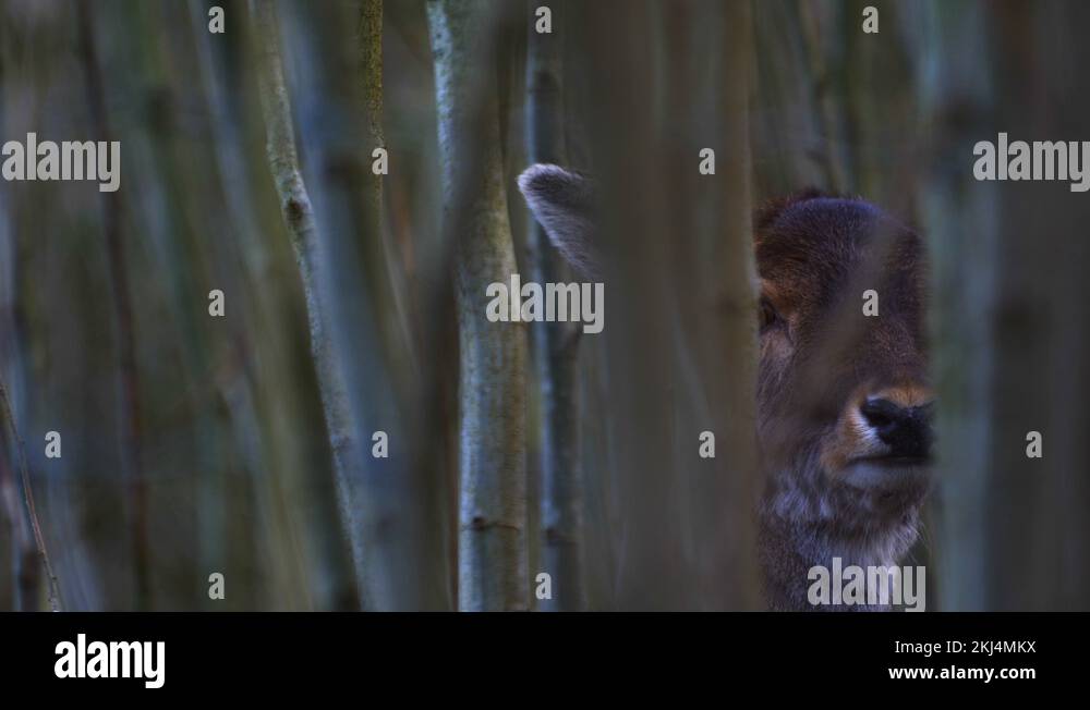 Deer Daniel (Dama Dama) In The Forest. 4K Slow-Motion Footage Stock ...