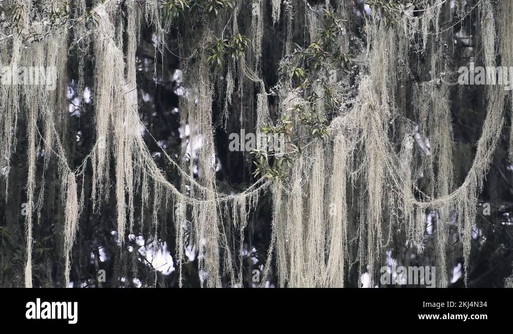 Mossy beard Stock Videos & Footage - HD and 4K Video Clips - Alamy