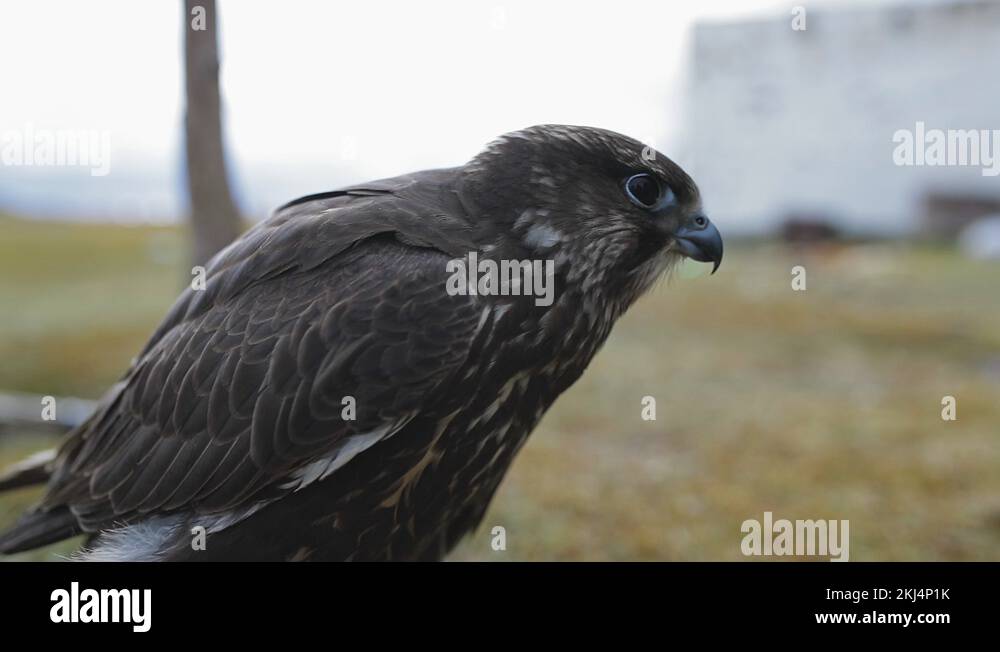Peregrine falcon falconry trained bird closeup, Mongolian golden eagle ...