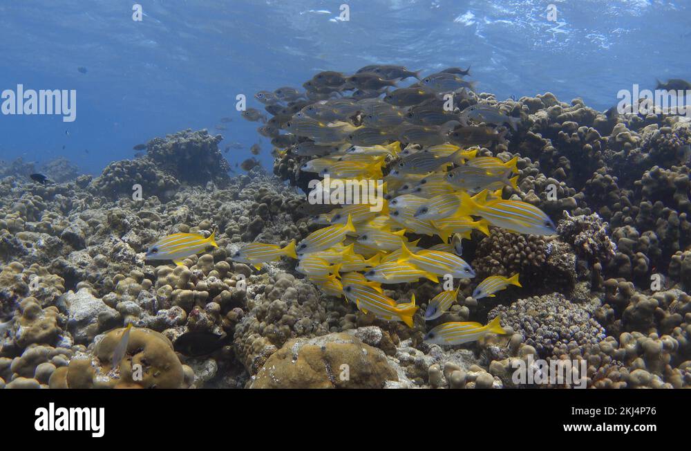Mixed school of different fishes on the coral reef. Underwater ...
