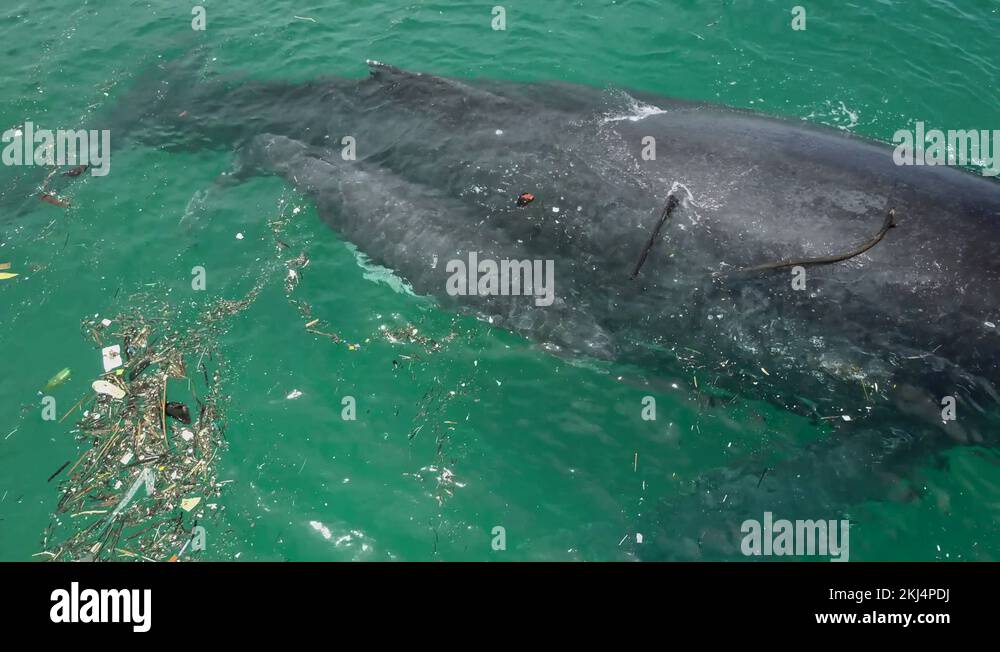 Humpback Whale and Calf Among Floating Ocean Garbage. Las Perlas Panama ...